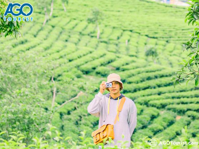Khám phá những trải nghiệm thú vị tại Đồi chè Cầu Đất Đà Lạt