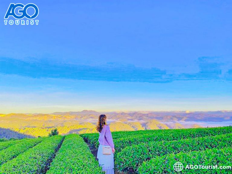 Khám phá những trải nghiệm thú vị tại Đồi chè Cầu Đất Đà Lạt